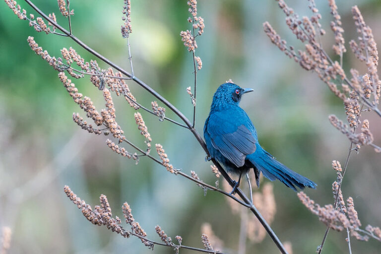 20 Beautiful Blue Birds Living in the U.S (With Pictures)