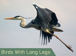 10 Birds With Long Legs (And Greatest Examples)
