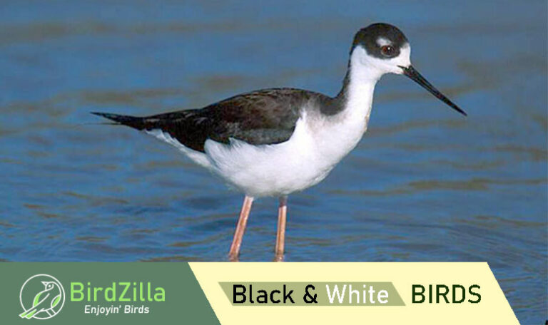 20 Most Beautiful Black & White Birds (You Should Know)