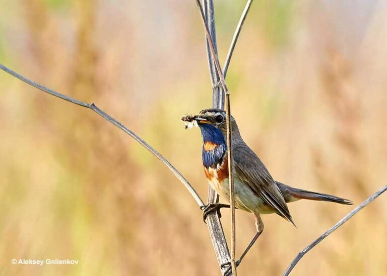 20 Beautiful Blue Birds Living in the U.S (With Pictures)