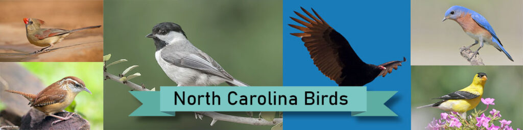 Data Based: 20 Most Common Birds of NC