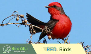 20 Types Of Red Birds (With Pictures & Facts)