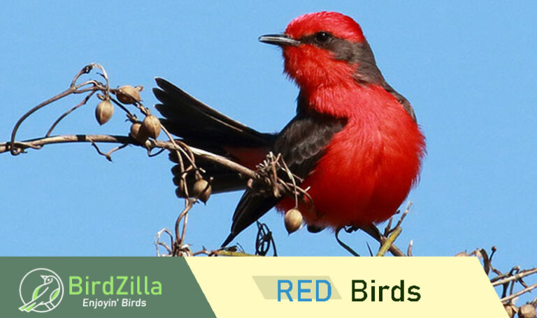 20 Types Of Red Birds (With Pictures & Facts)