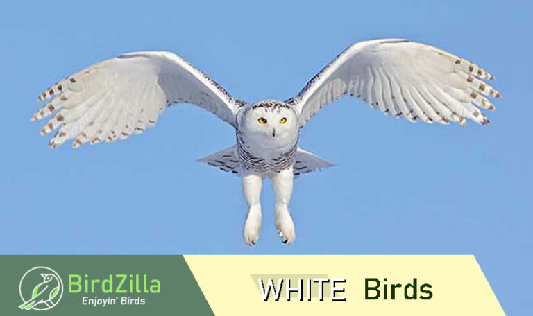 White Birds You Can See In The Wild | 25 Specimen With Pictures