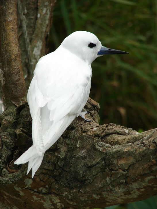 White Birds You Can See In The Wild | 25 Specimen With Pictures