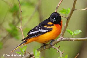 Baltimore Oriole (ID, Facts & Pictures) | Birdzilla
