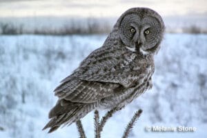 Great Gray Owl - ID, Facts, Diet, Habit & More | Birdzilla