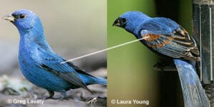Blue Grosbeak vs Indigo Bunting – Differences & Similarities