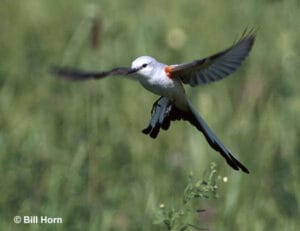Oklahome State Bird - Scissor-tailed Flycatcher (All We Know)