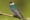 Tree Swallow - ID, Facts, Diet, Habit & More | Birdzilla