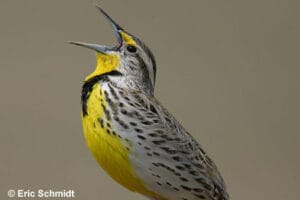 What's The Oregon State Bird? And Why? (Interesting Facts)