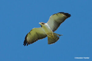 Hawks in Arizona – 15 Hawks You Can Spot In The State