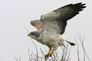 White-tailed Hawk (Identification, Life & Facts)