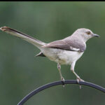 Who Is The Arkansas State Bird - Northern Mockingbird