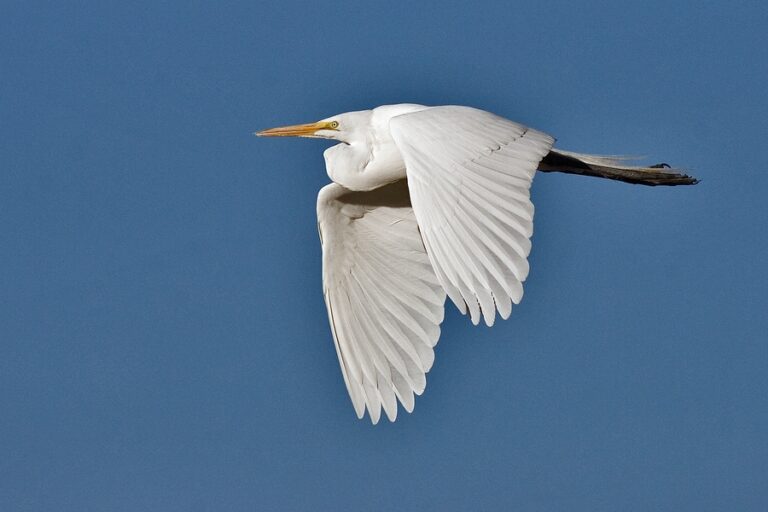 5 Egret Species You Can See & ID In The United States