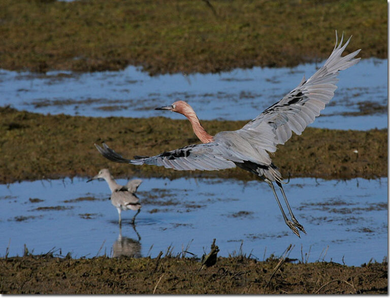 5 Egret Species You Can See & ID In The United States