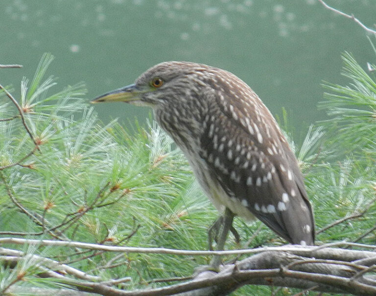 Black-crowned Night Heron - ID, Facts & More | Birdzilla