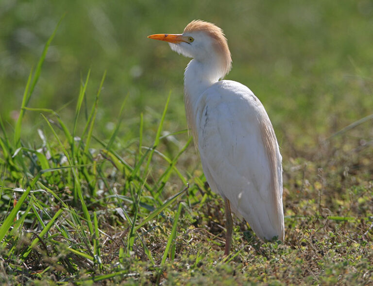 5 Egret Species You Can See & ID In The United States