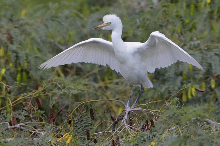 5 Egret Species You Can See & ID In The United States