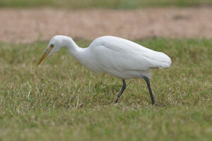 Egret Symbolism & Meaning - Everything You Need To Know