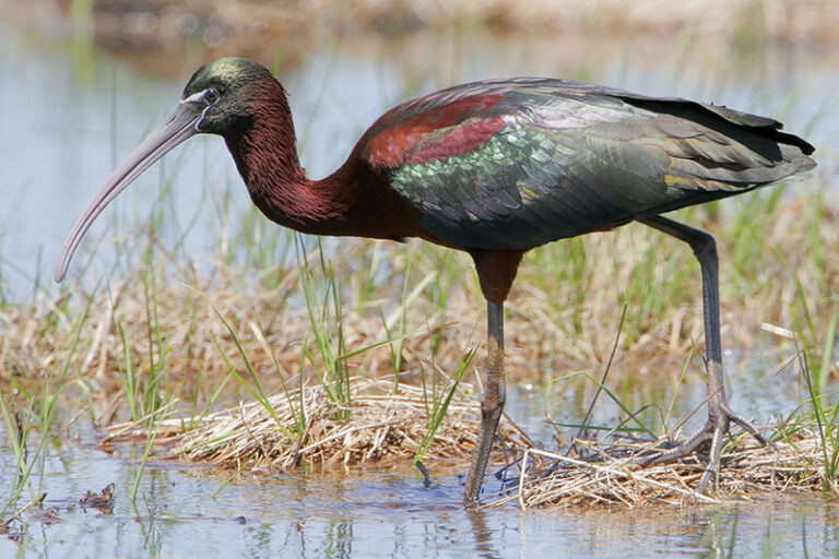 Types of Regularly Occurring Ibis of the United States