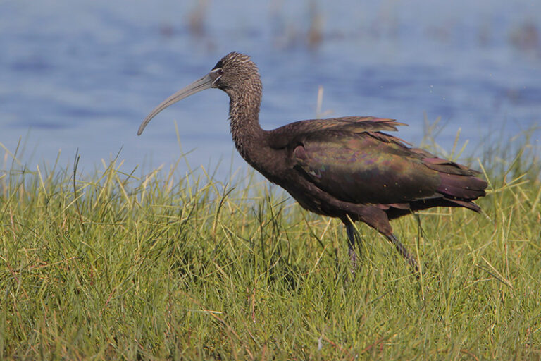 Types of Regularly Occurring Ibis of the United States