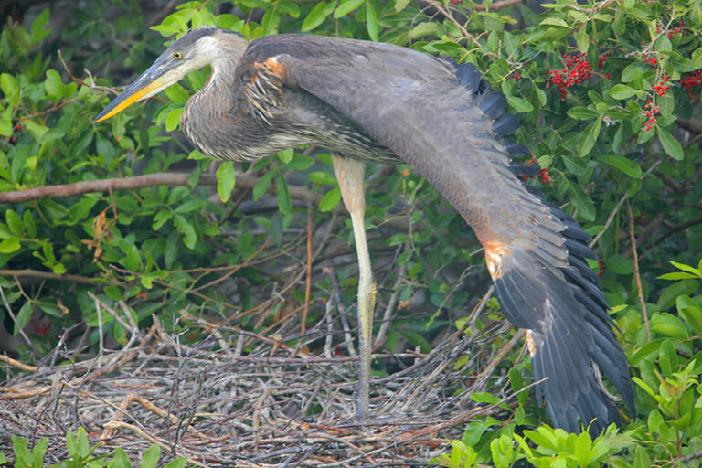 All Types of Herons in US That You Can See