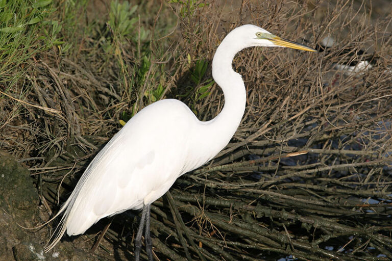 5 Egret Species You Can See & ID In The United States