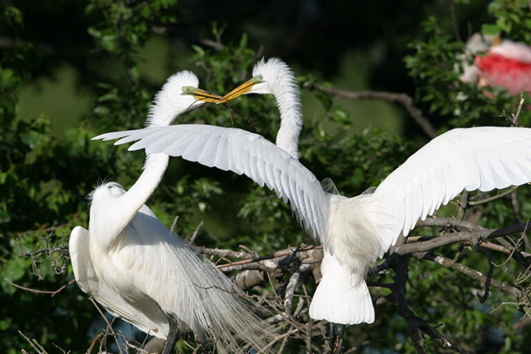 How Do Birds Reproduce? From Anatomy To Mating & Onwards