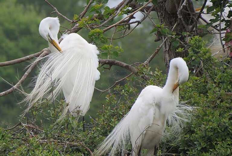 5 Egret Species You Can See & ID In The United States
