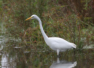 5 Egret Species You Can See & ID In The United States