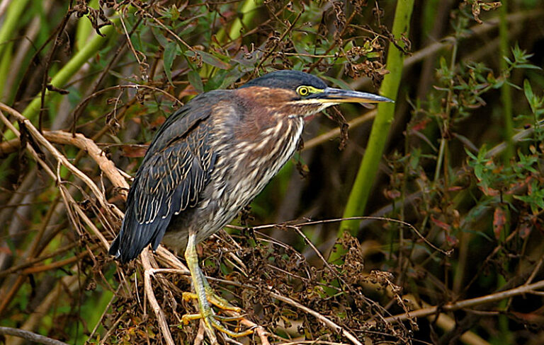All Types of Herons in US That You Can See