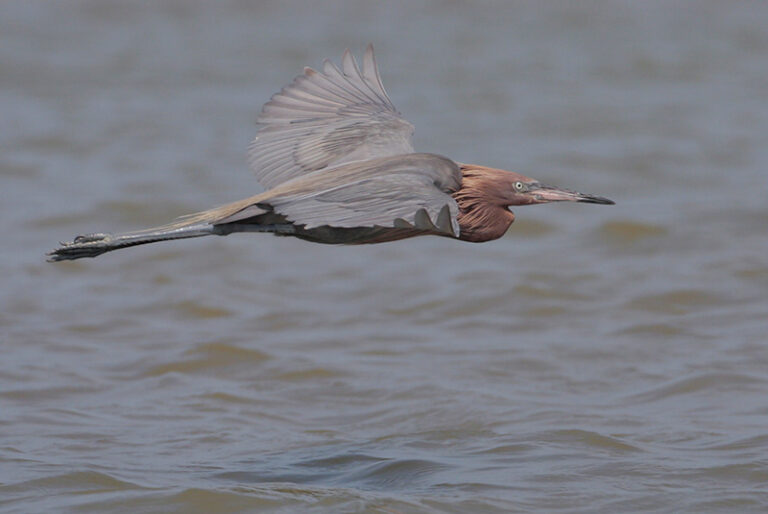 5 Egret Species You Can See & ID In The United States
