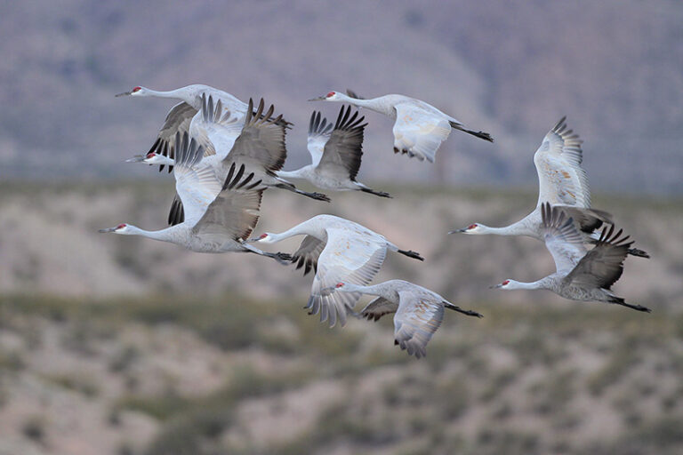 Sandhill Crane - ID, Facts, Diet, Habit & More | Birdzilla