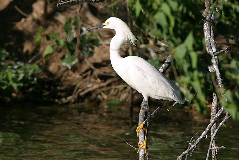 Egret Symbolism & Meaning - Everything You Need To Know