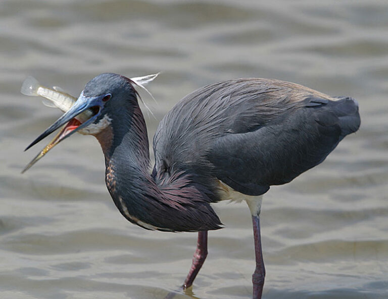 All Types of Herons in US That You Can See