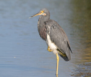 All Types of Herons in US That You Can See