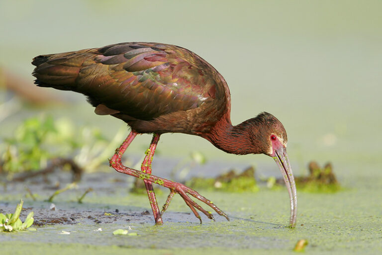 Types of Regularly Occurring Ibis of the United States