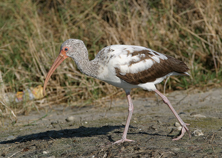 Types of Regularly Occurring Ibis of the United States