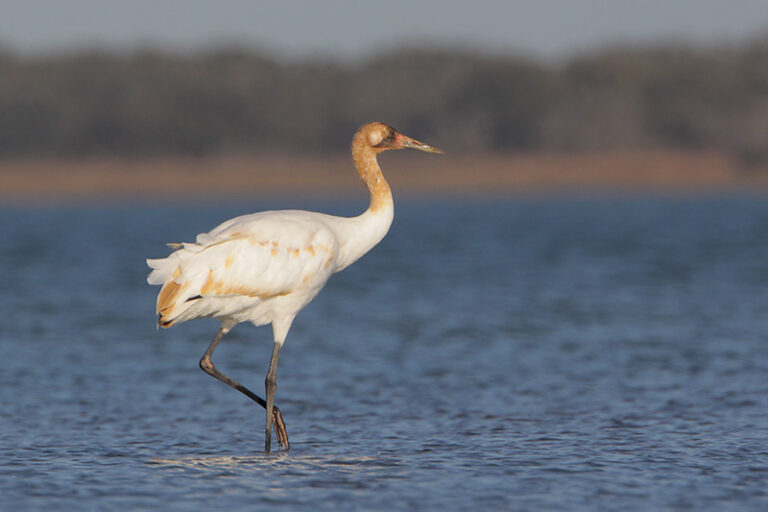 Whooping Crane - ID, Facts, Diet, Habit & More | Birdzilla