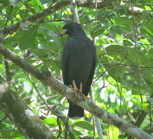 18 Types of Hawks in the United States [Complete ID Guide]