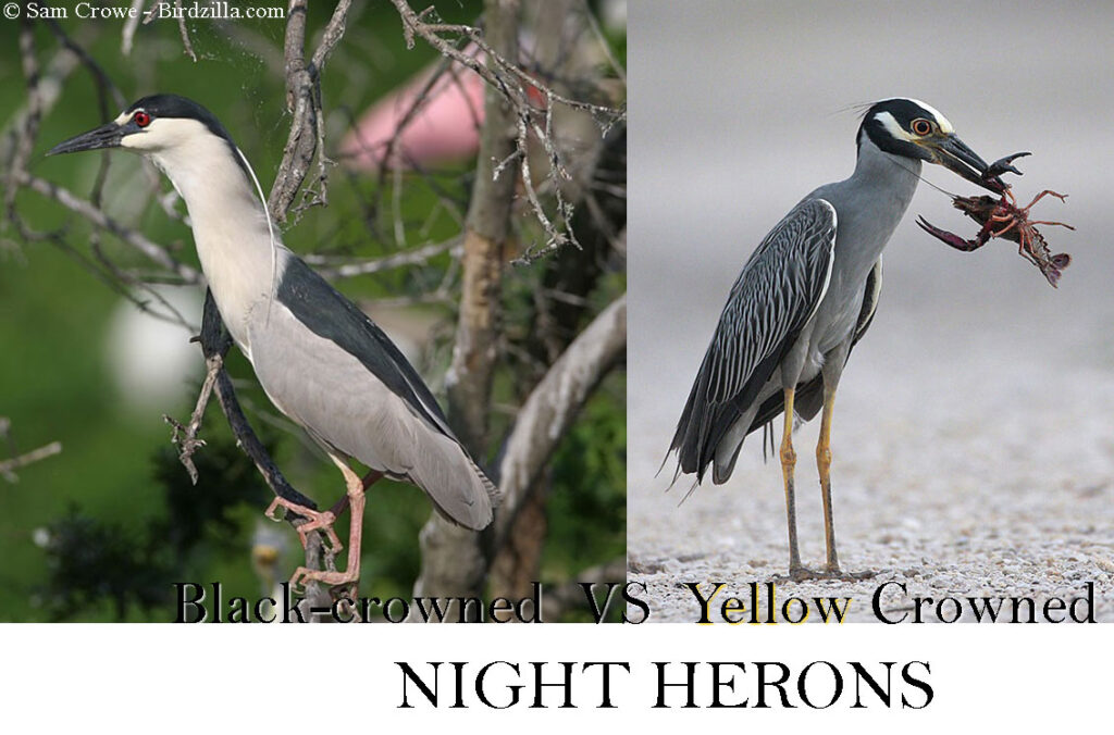 Night Heron: Black-Crowned VS Yellow-Crowned (ID Challenges)