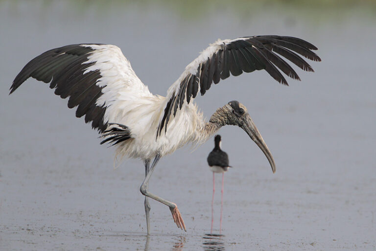 The Symbolism Of Storks: Do They Bring Babies Or Bad Things?