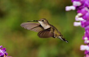 Anna's Hummingbird - ID, Facts, Diet, Habit & More | Birdzilla