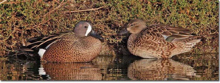 Blue-winged Teal Identification (Lots of Pictures)