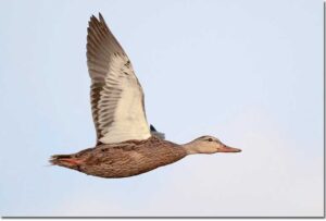 12 Facts about Ducks That Everyone Should Know