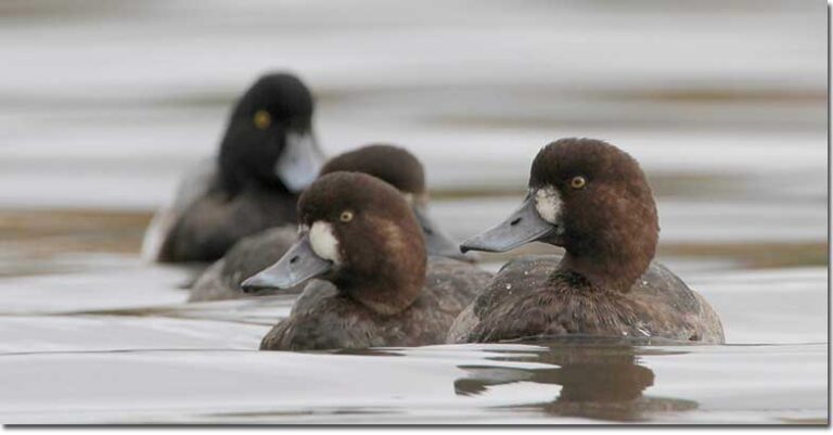 Greater Scaup - ID, Facts, Diet, Habit & More | Birdzilla