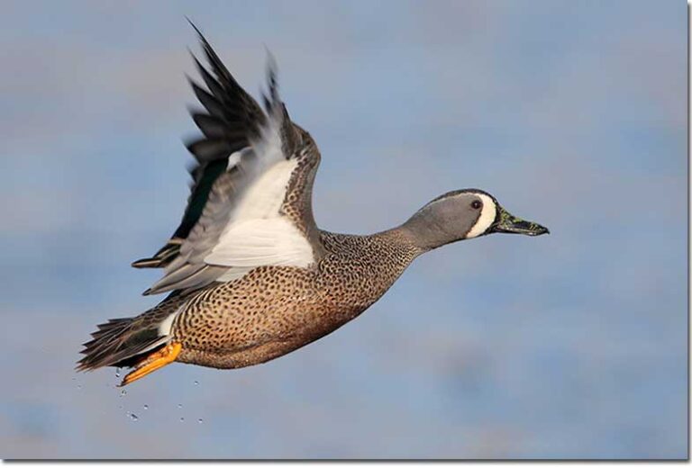 Blue-winged Teal Identification (Lots of Pictures)