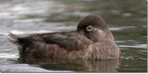 How To Tell Female Ducks Apart From Males [ID Guide]