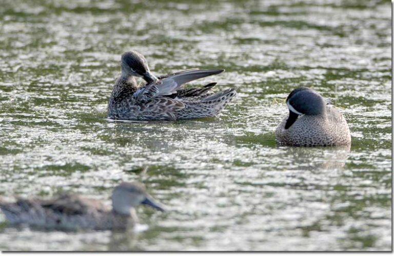 Blue-winged Teal Identification (Lots of Pictures)
